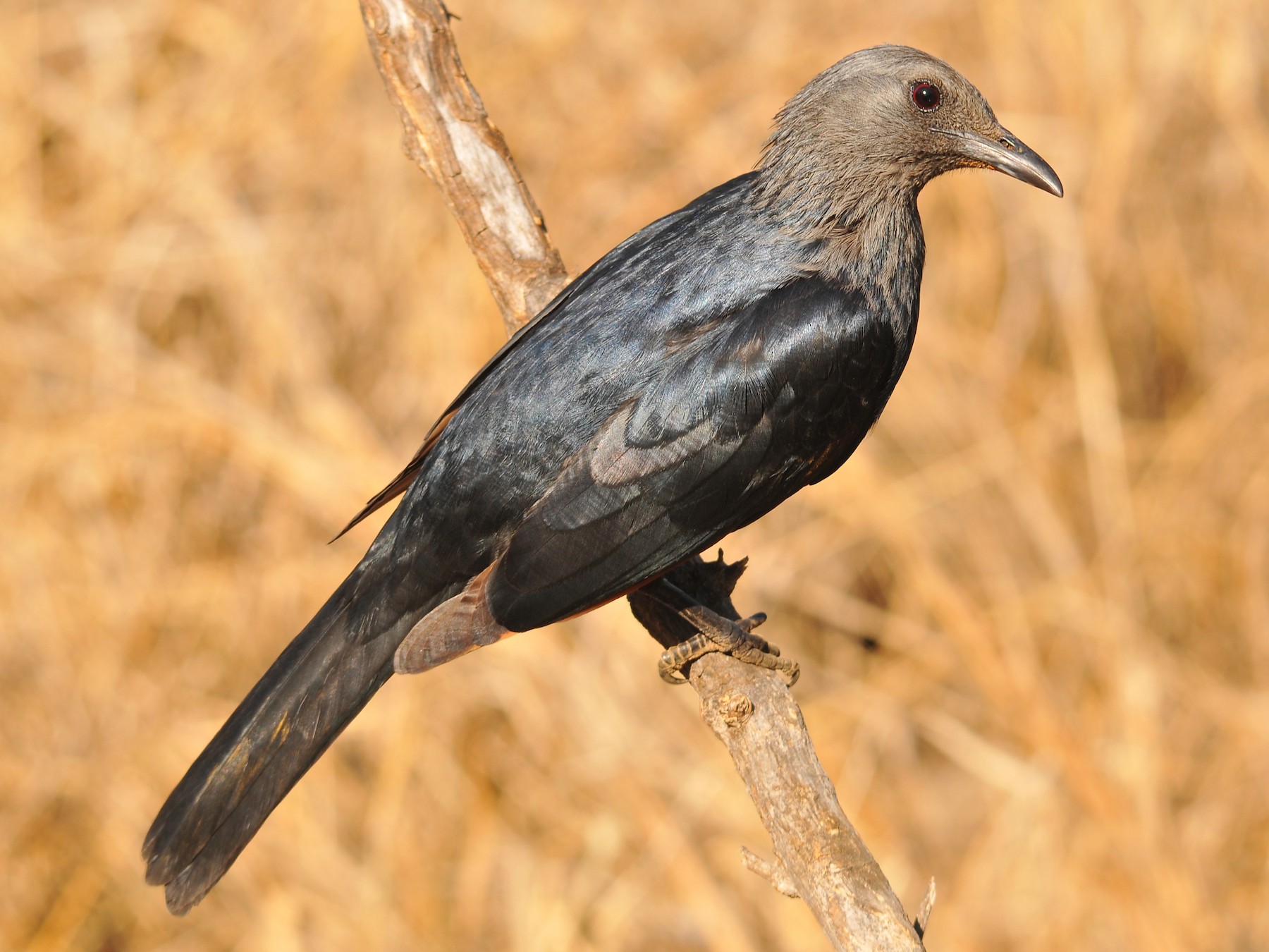 Red-winged Starling - eBird