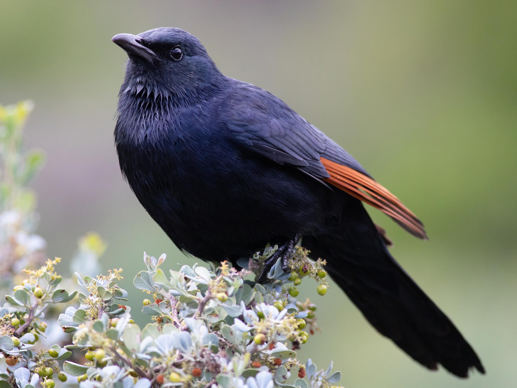 Red-winged Starling - eBird