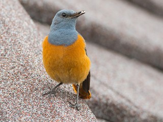 Sentinel Rock-Thrush - eBird