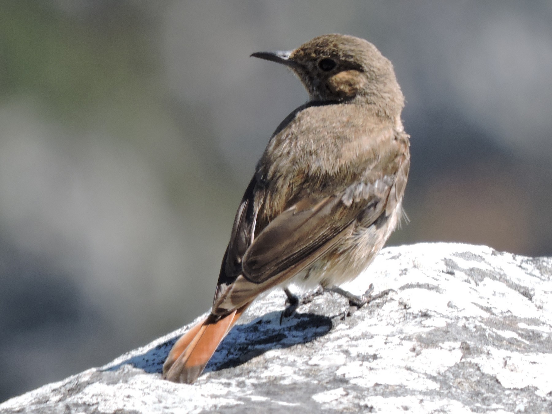 Sentinel Rock-Thrush - eBird