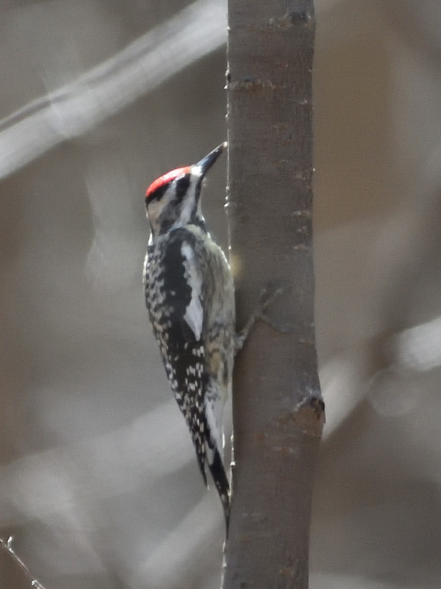 eBird Checklist - 26 Mar 2020 - Home-EB - 24 species