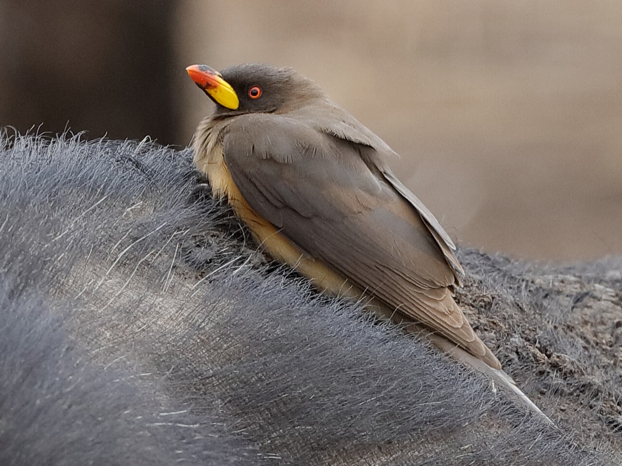 Yellow-billed Oxpecker - eBird