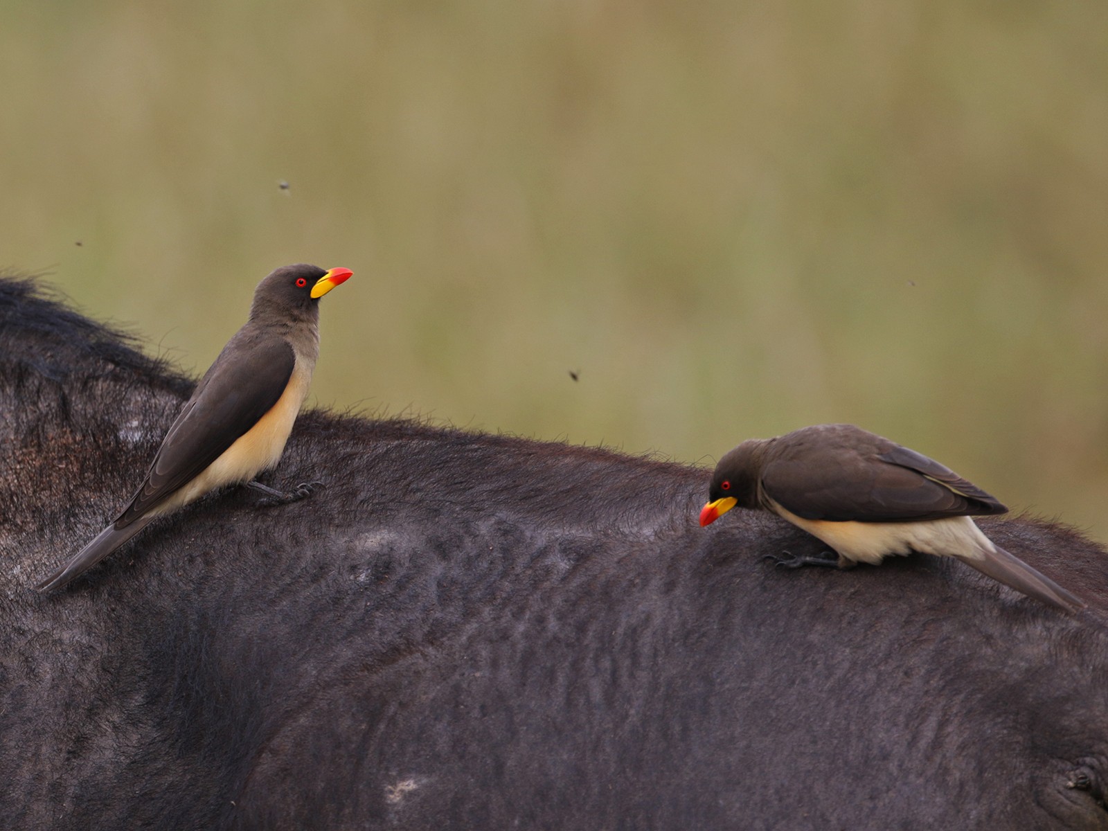 Yellow-billed Oxpecker - eBird