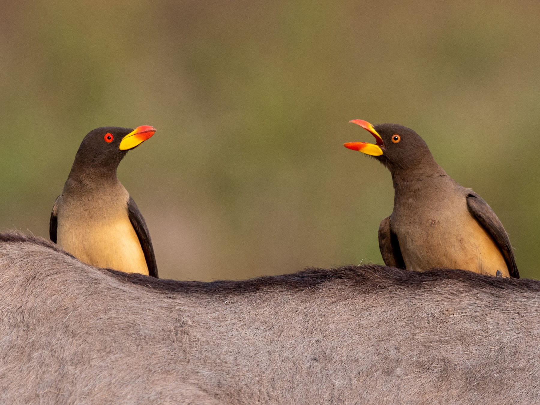 Yellow-billed Oxpecker - eBird