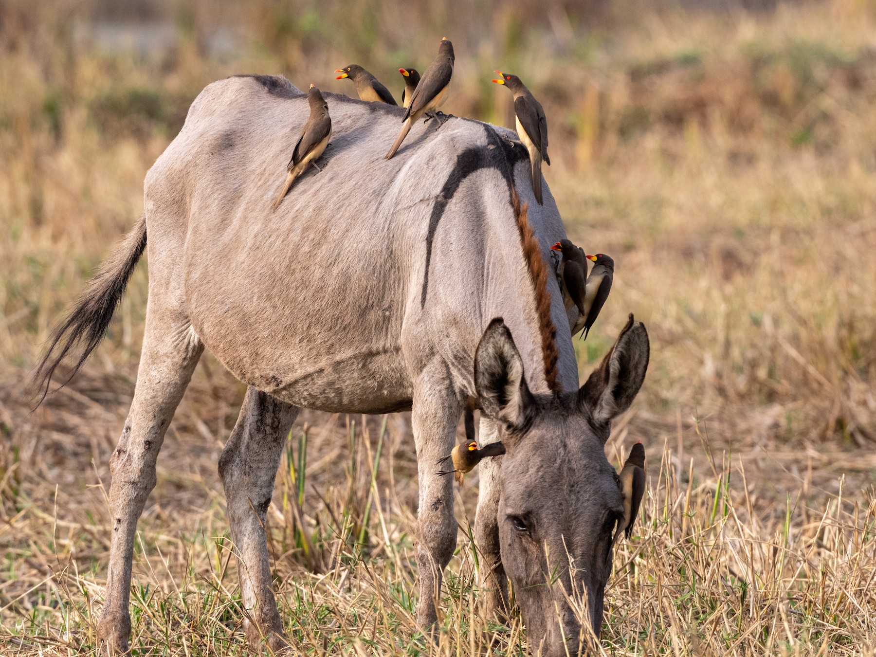 Yellow-billed Oxpecker - eBird