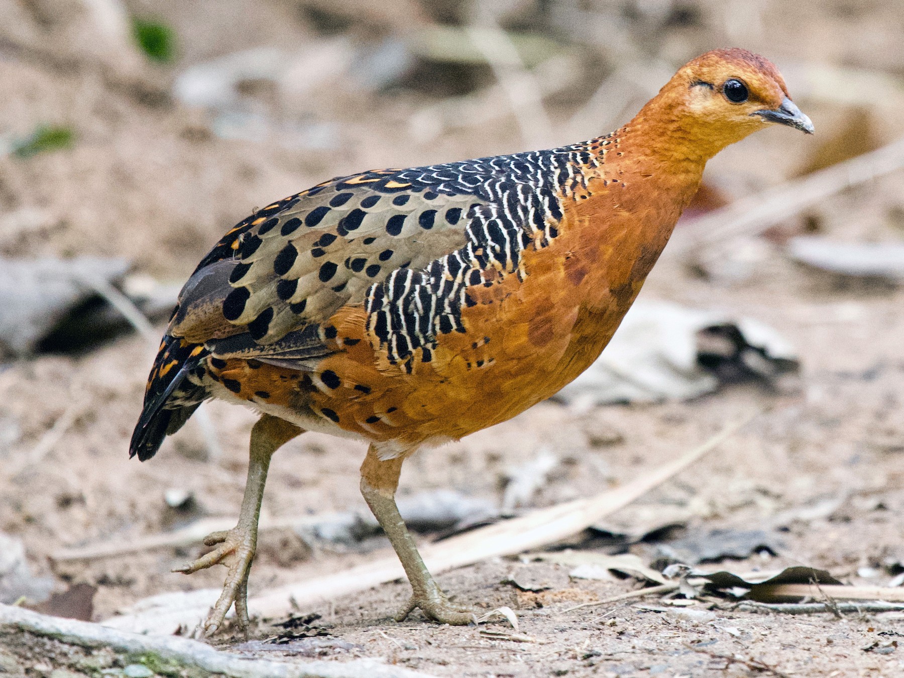Ferruginous Partridge - eBird