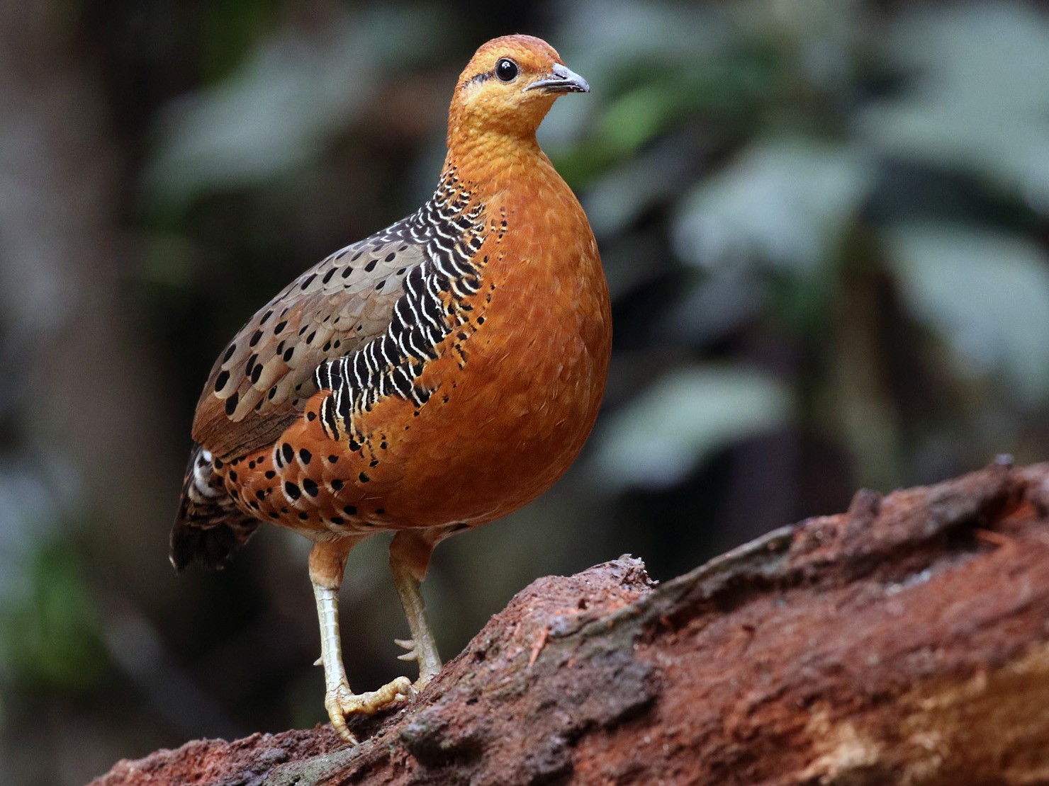 Ferruginous Partridge - eBird
