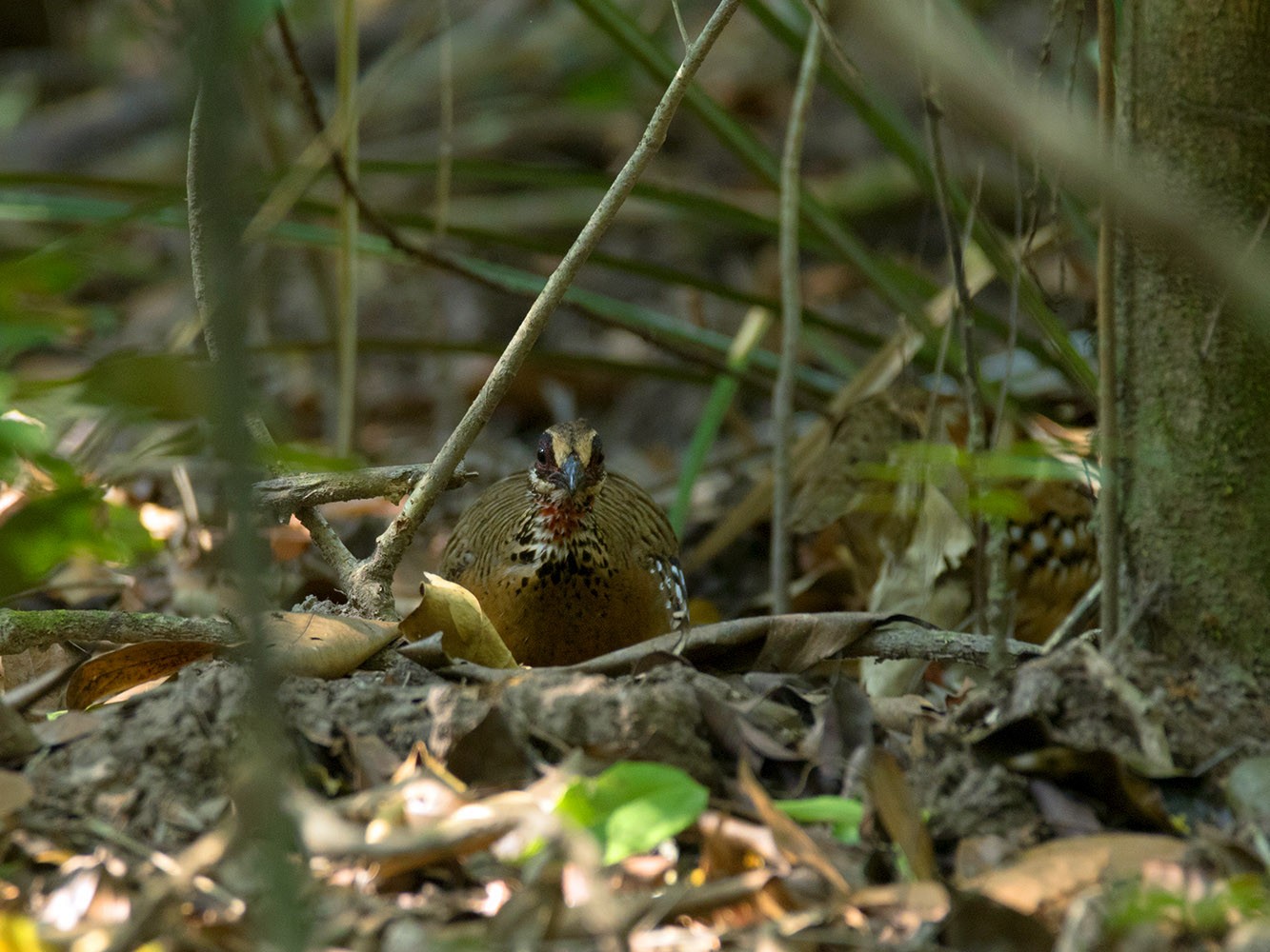 Bar-backed Partridge - eBird