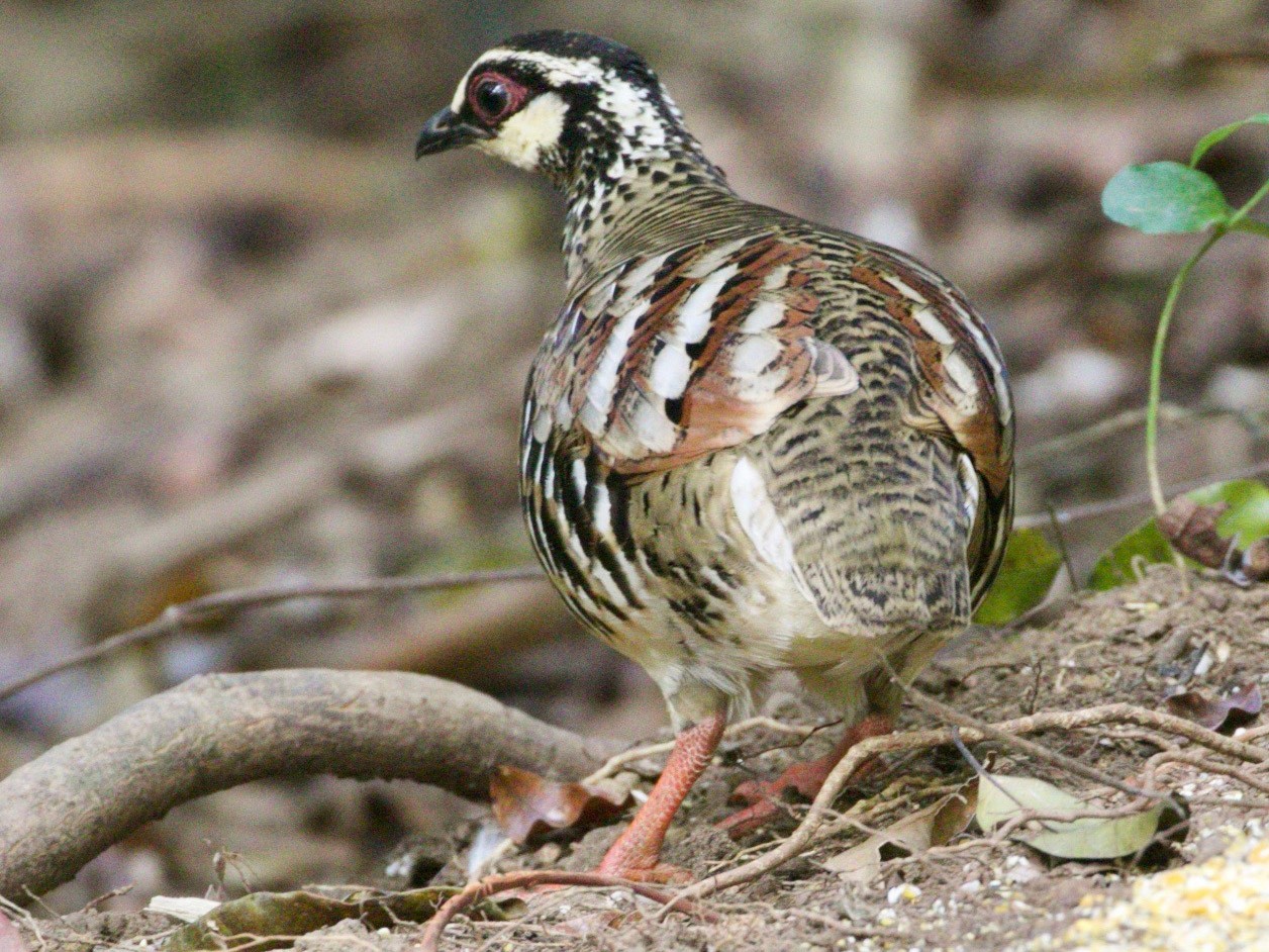 Bar-backed Partridge - eBird