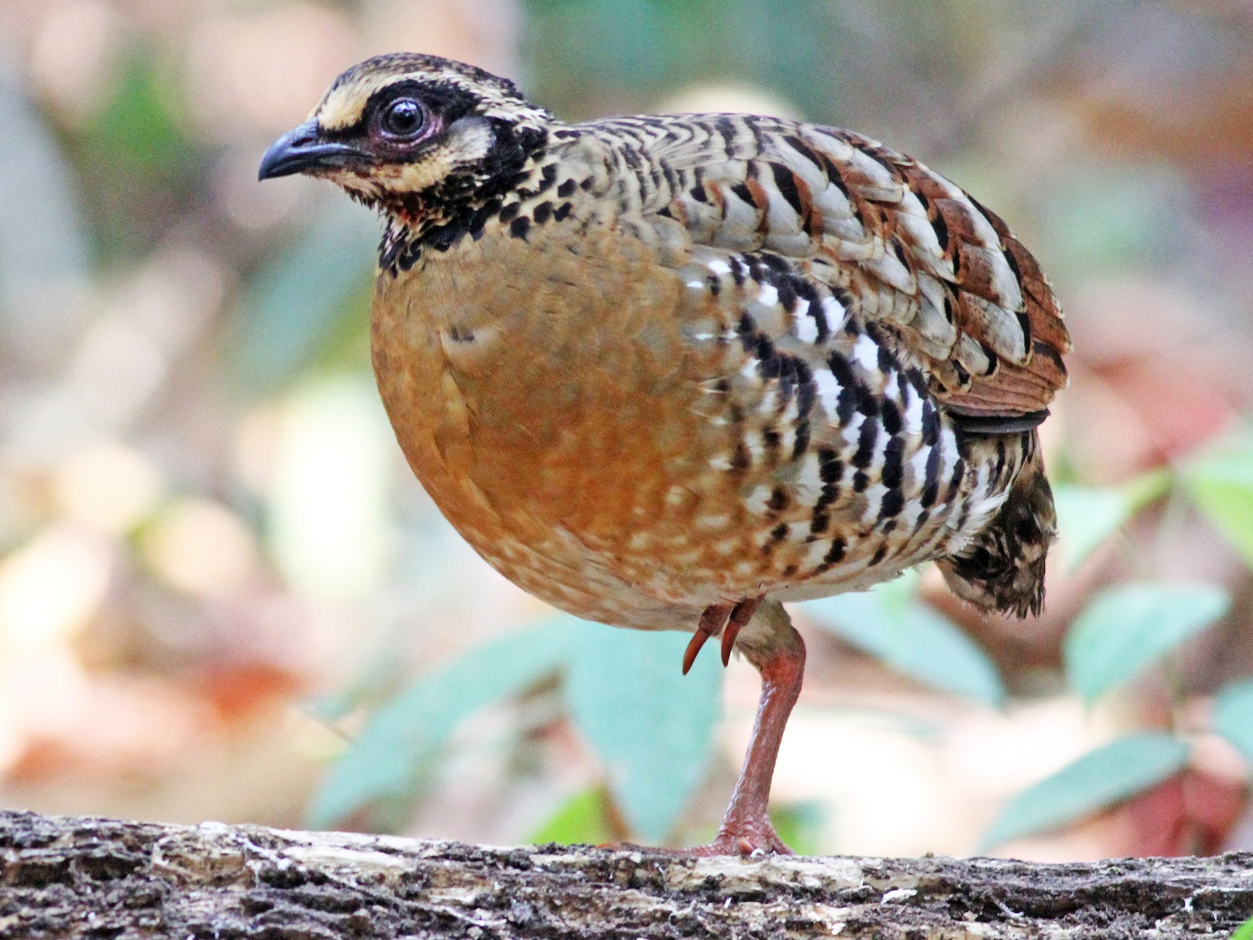 laohøne - eBird