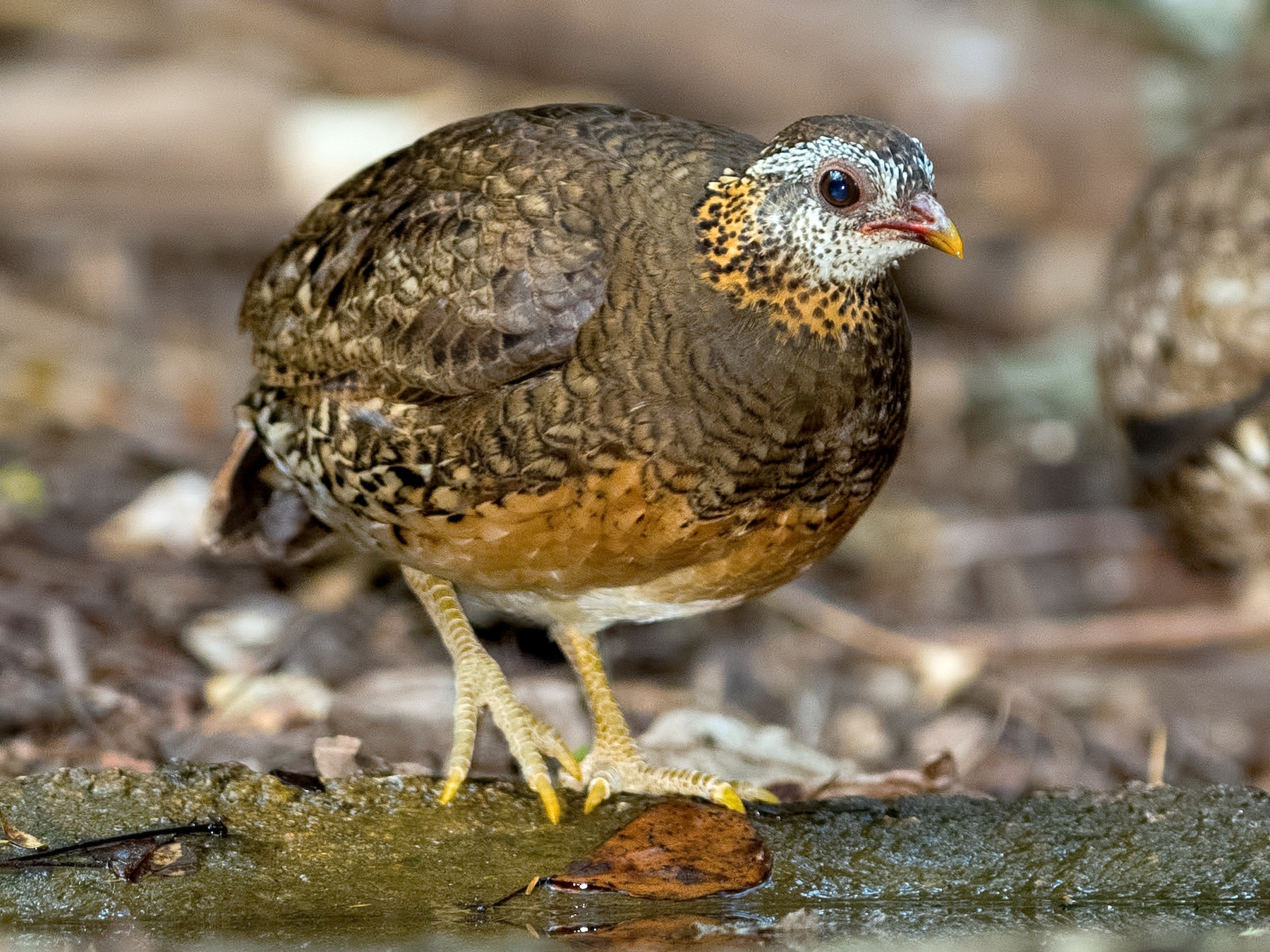 Scaly-breasted Partridge - eBird