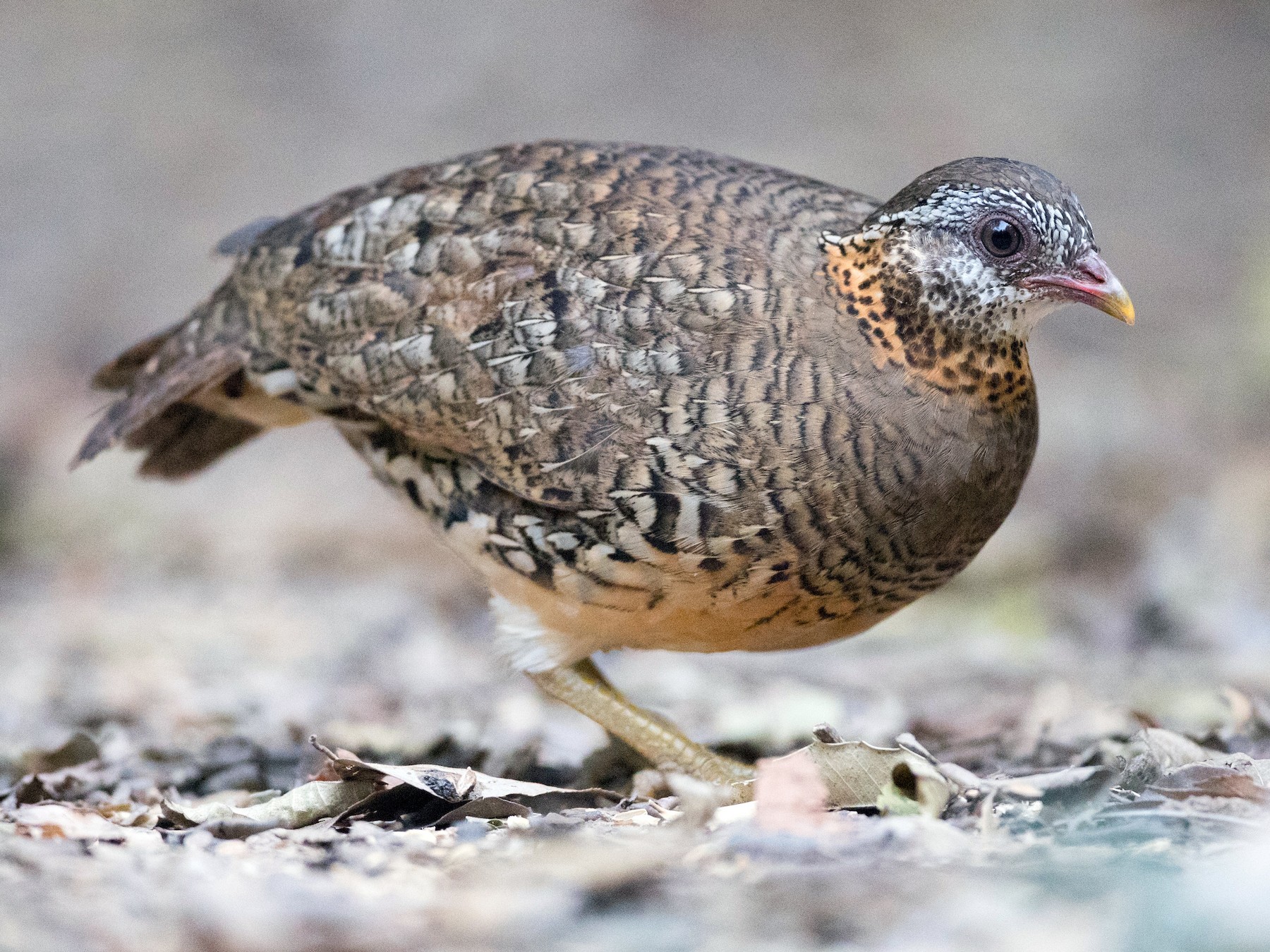 Scaly-breasted Partridge - eBird