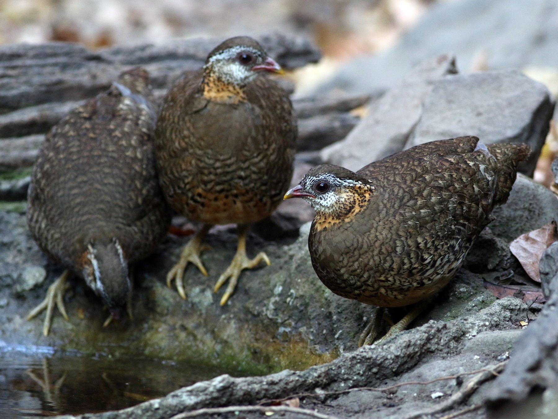 Scaly-breasted Partridge - eBird