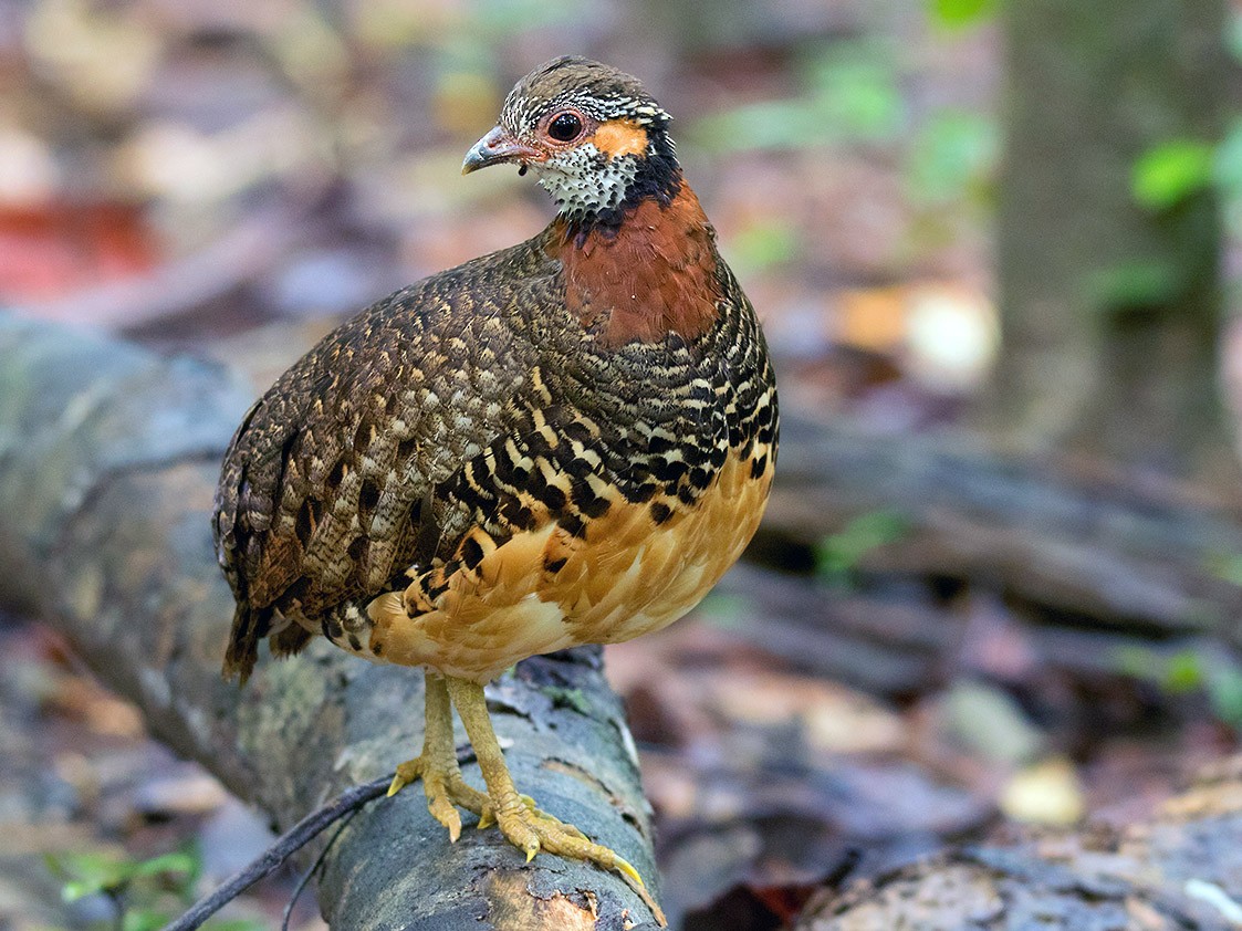 Chestnut-necklaced Partridge - eBird