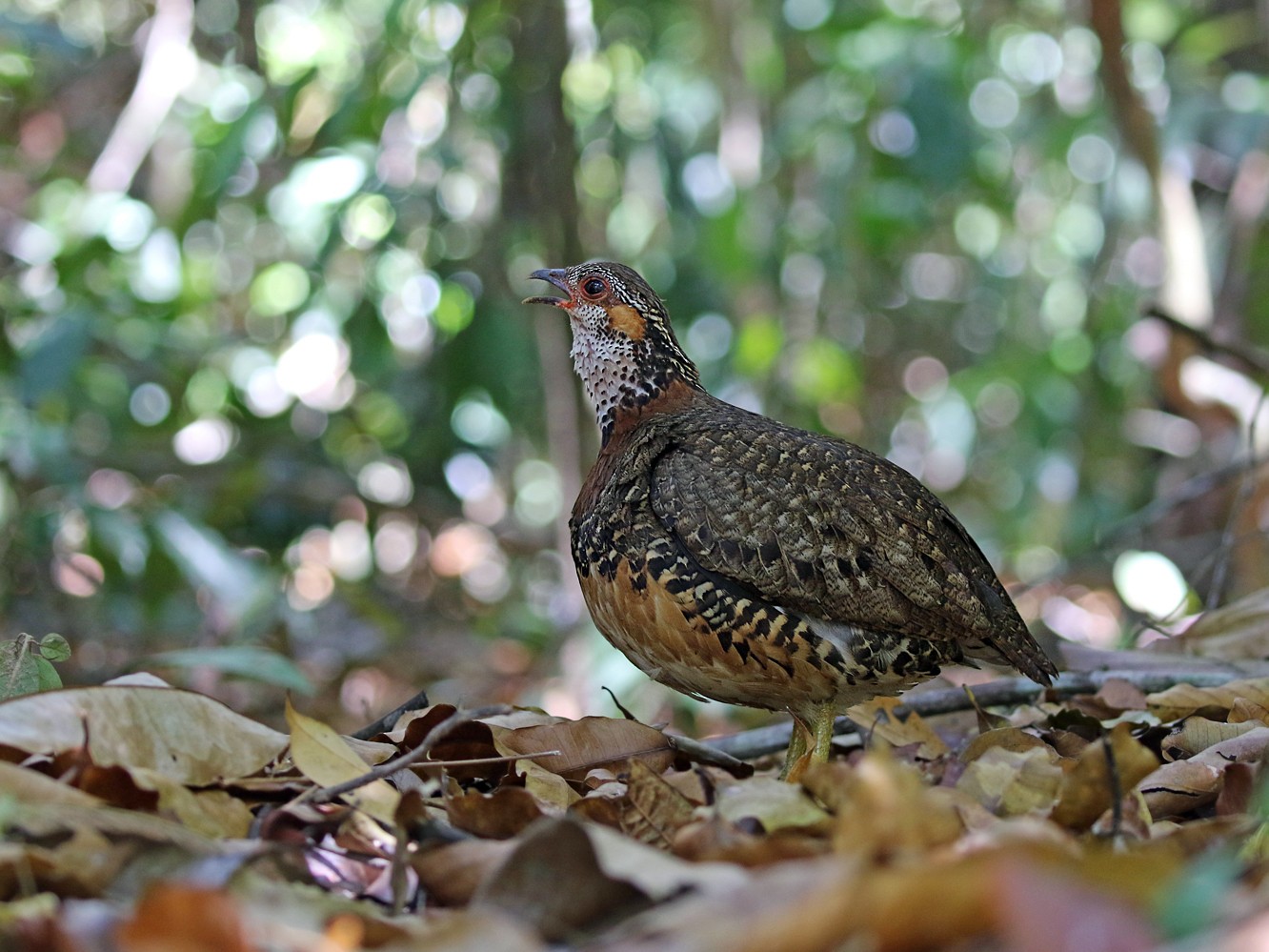 Chestnut-necklaced Partridge - eBird