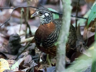 Sabah Partridge - eBird