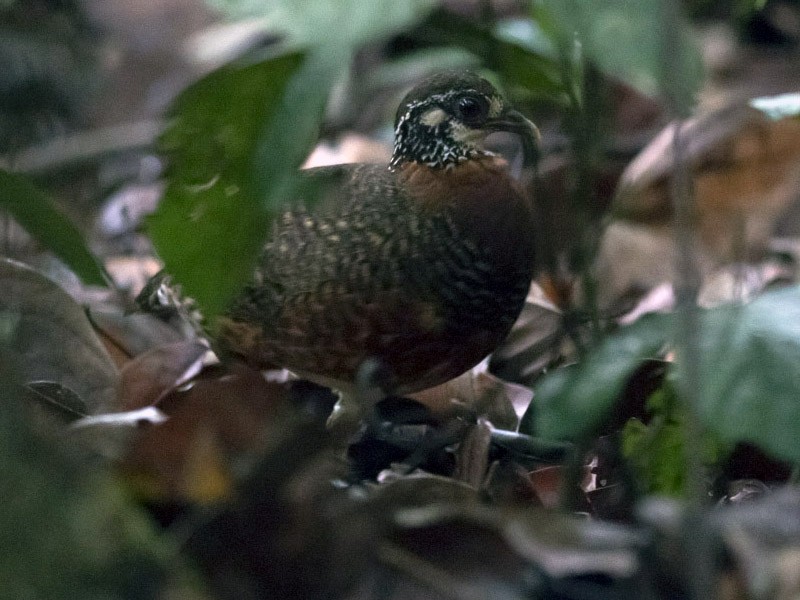 Sabah Partridge - eBird