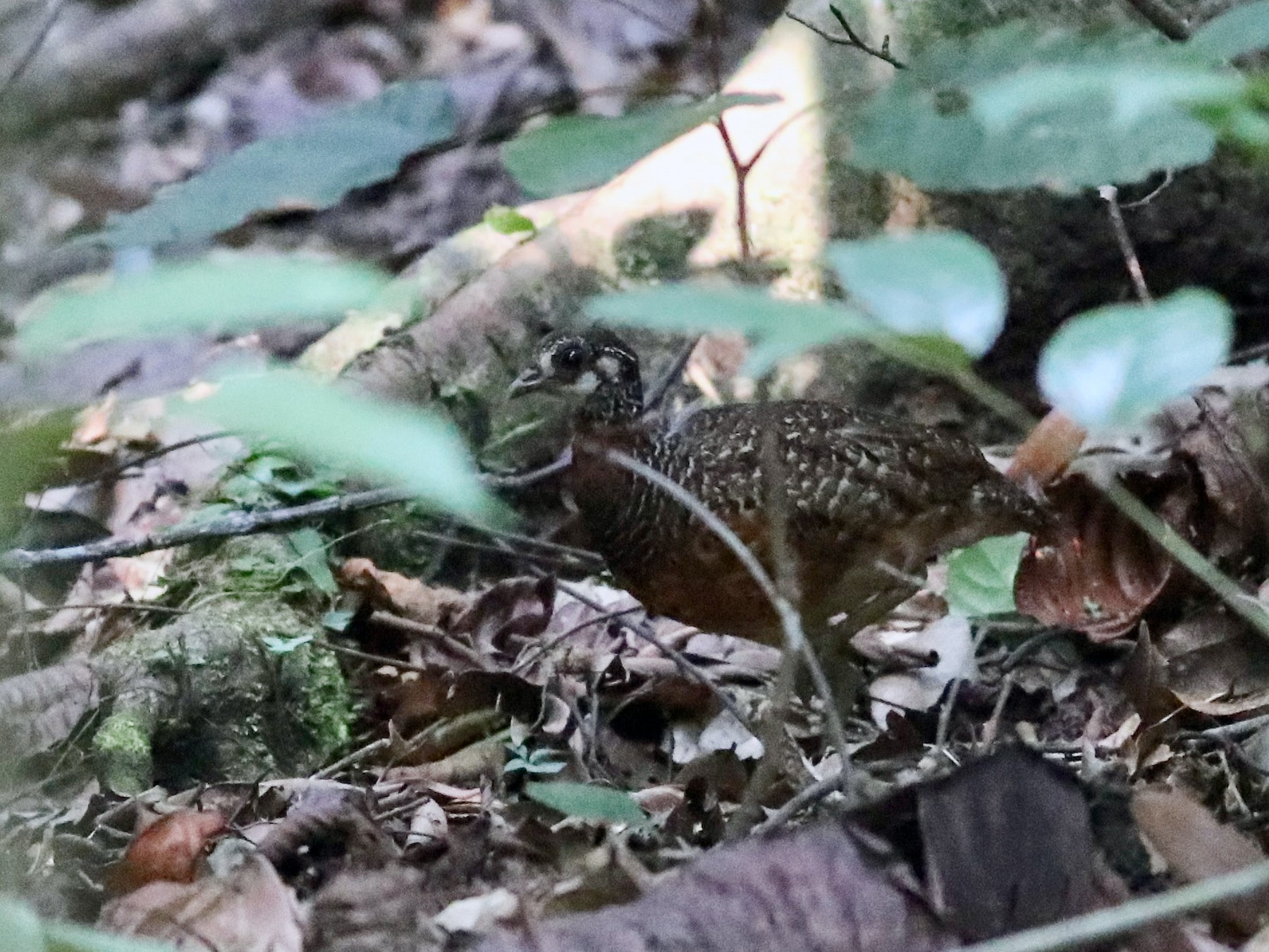 Sabah Partridge - eBird
