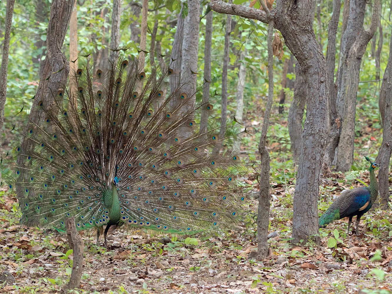 Green Peafowl - eBird