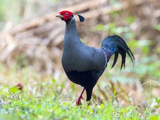 Siamese Fireback - eBird