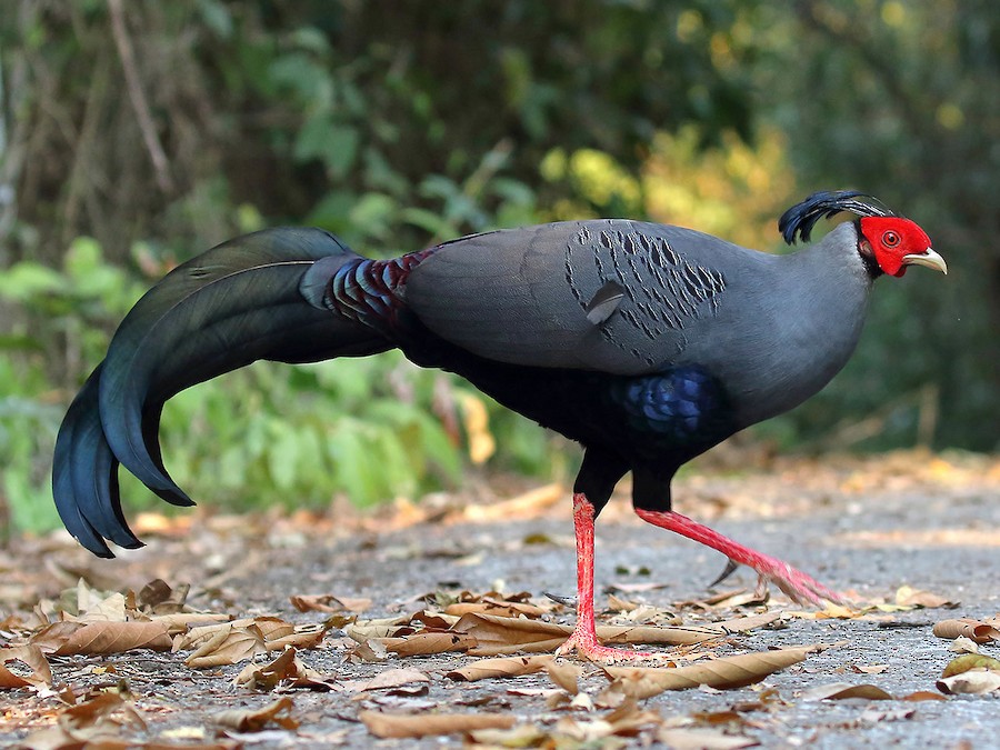 Siamese Fireback - eBird