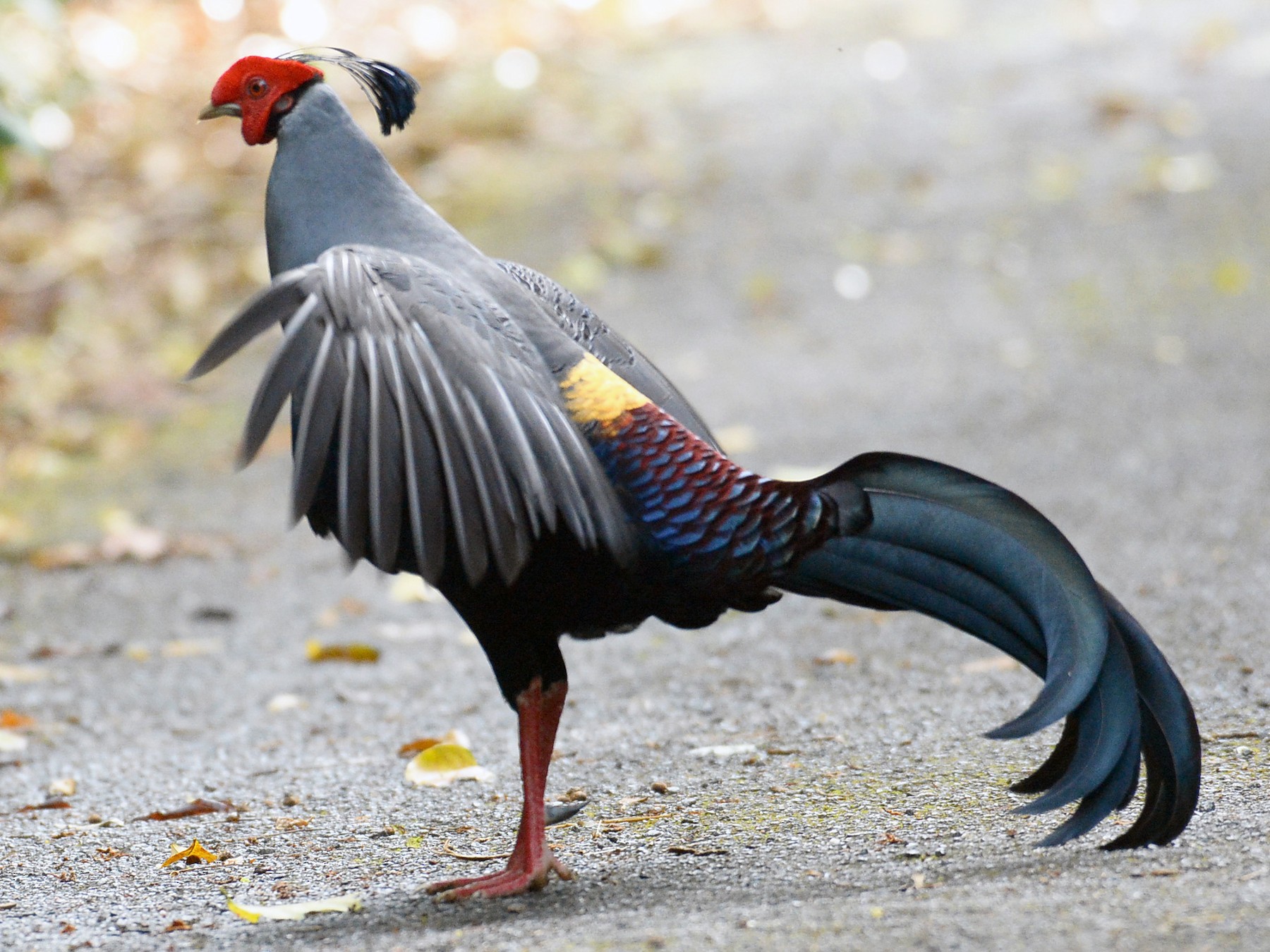 Siamese Fireback - eBird