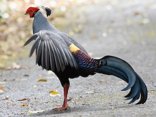 Siamese Fireback - eBird