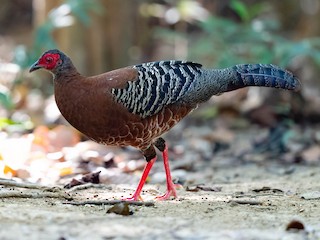 Siamese Fireback - eBird