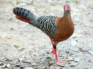 Siamese Fireback - eBird