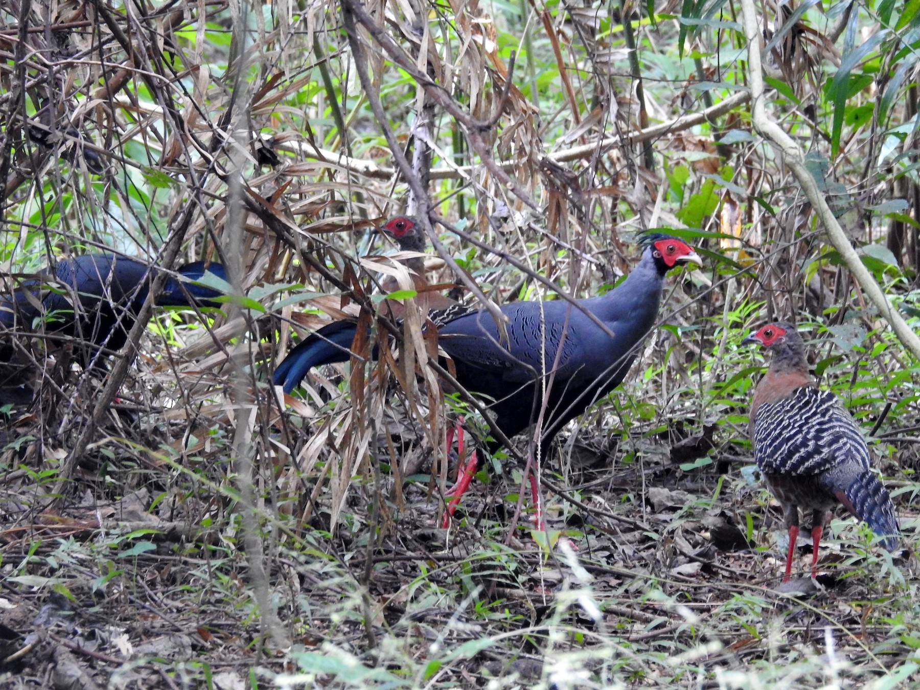 Siamese Fireback - eBird