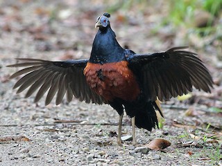 Bornean Crested Fireback - eBird