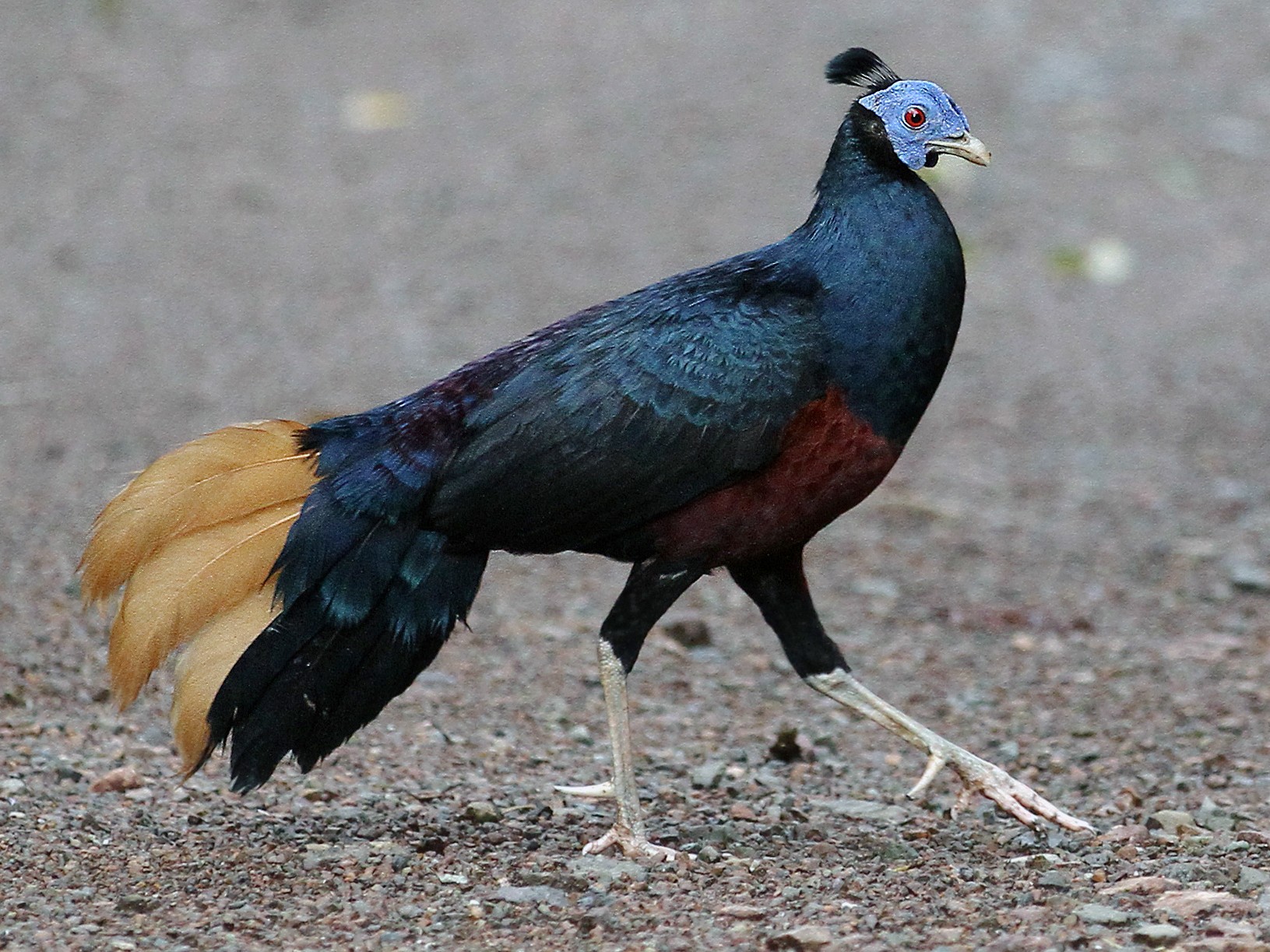 Bornean Crested Fireback - eBird