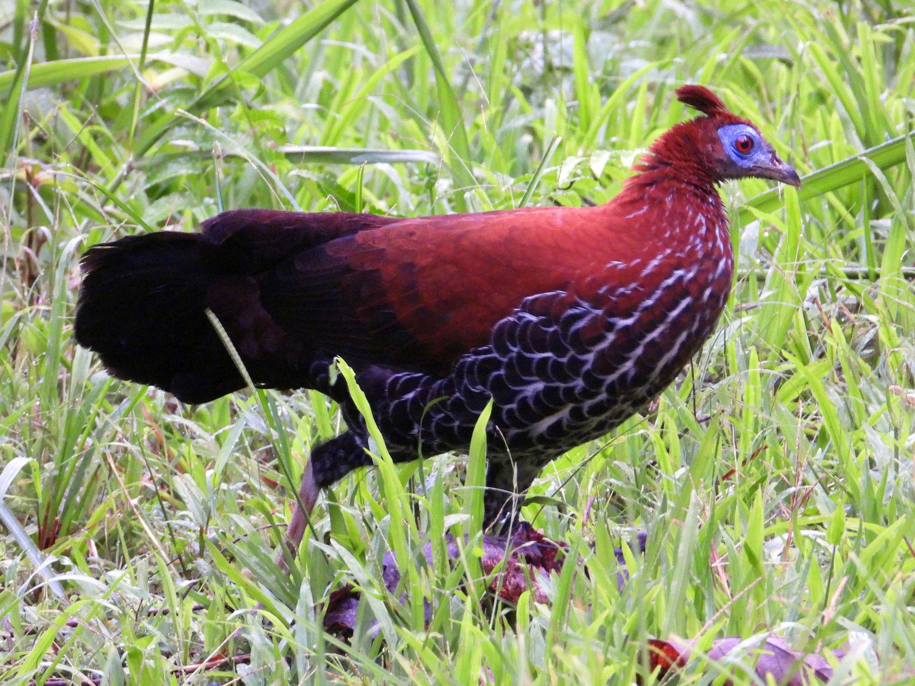 Bornean Crested Fireback - eBird