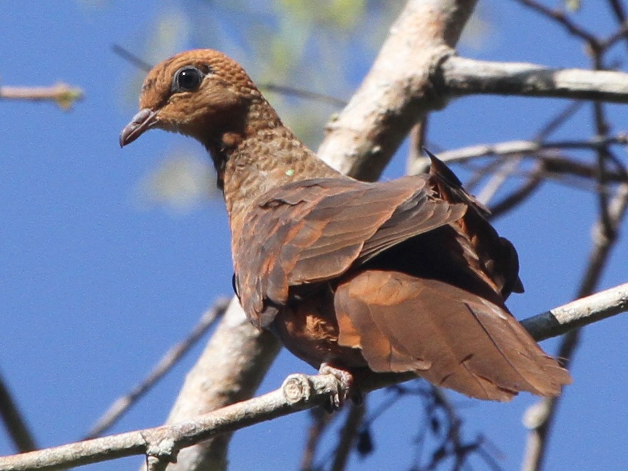 Little Cuckoo-Dove - eBird