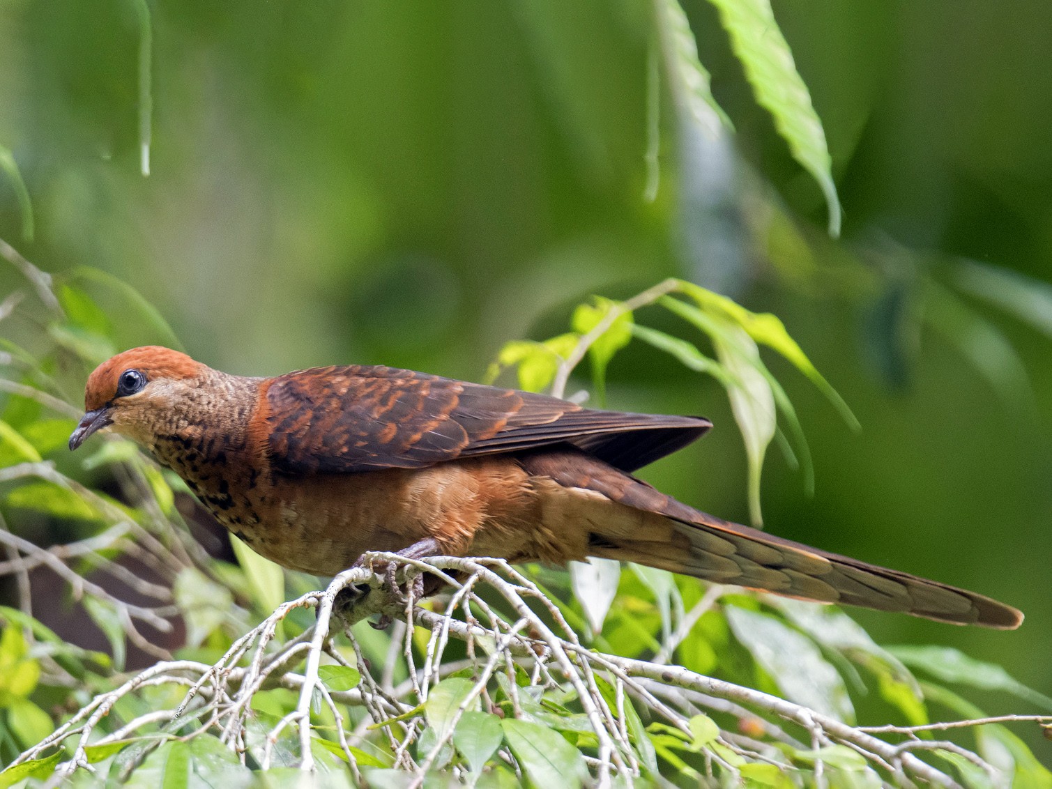 Little Cuckoo-Dove - eBird