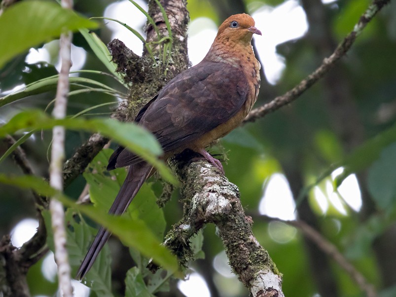 Little Cuckoo-Dove - eBird