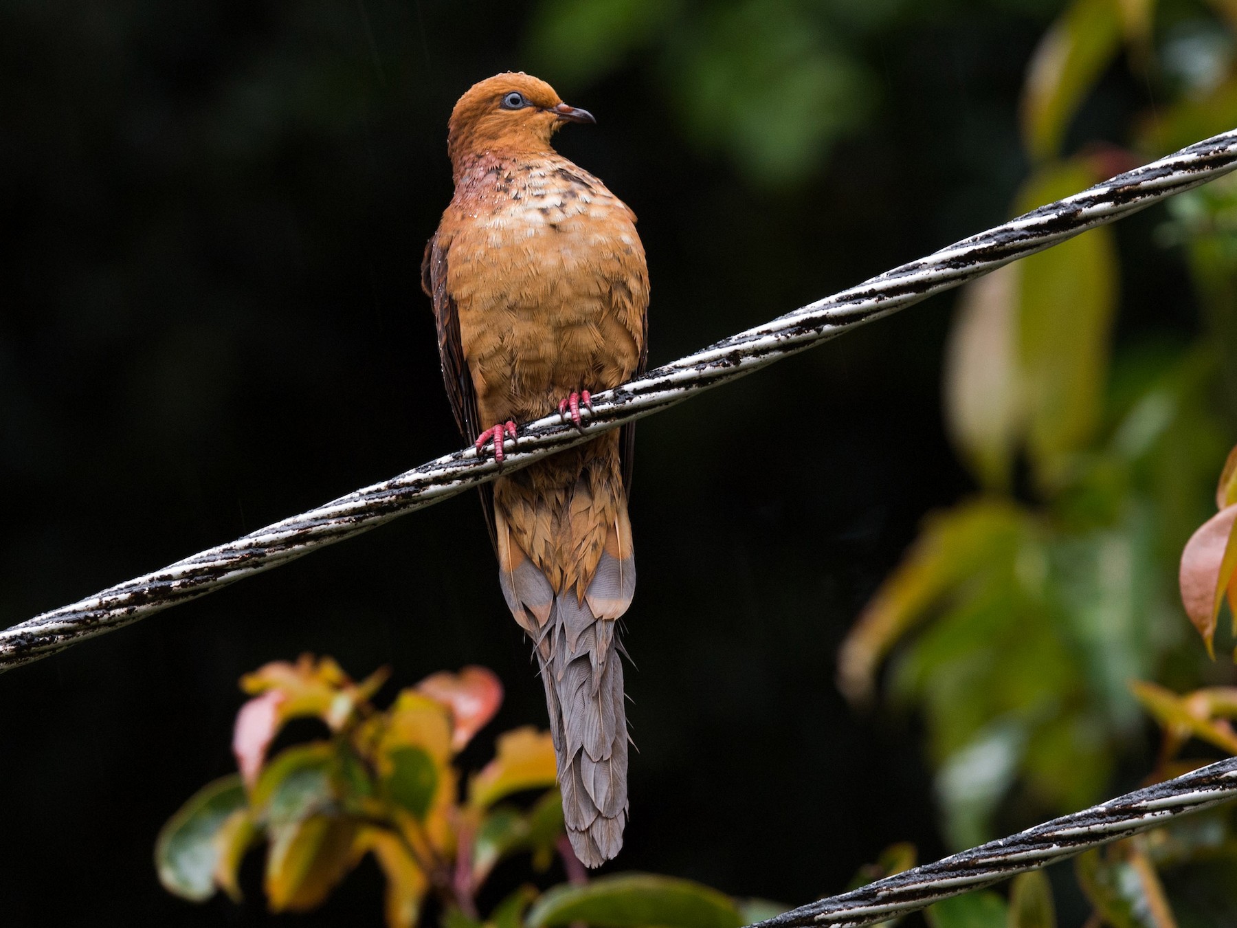 Little Cuckoo-Dove - eBird