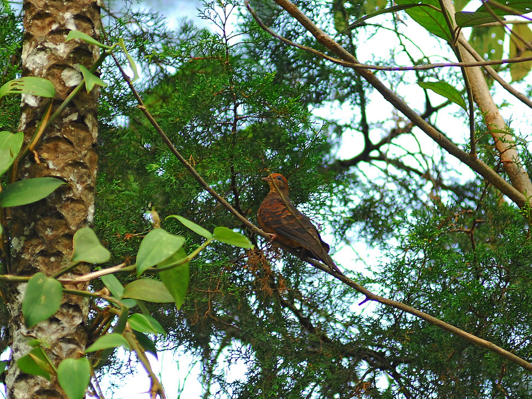 Little Cuckoo-Dove - eBird