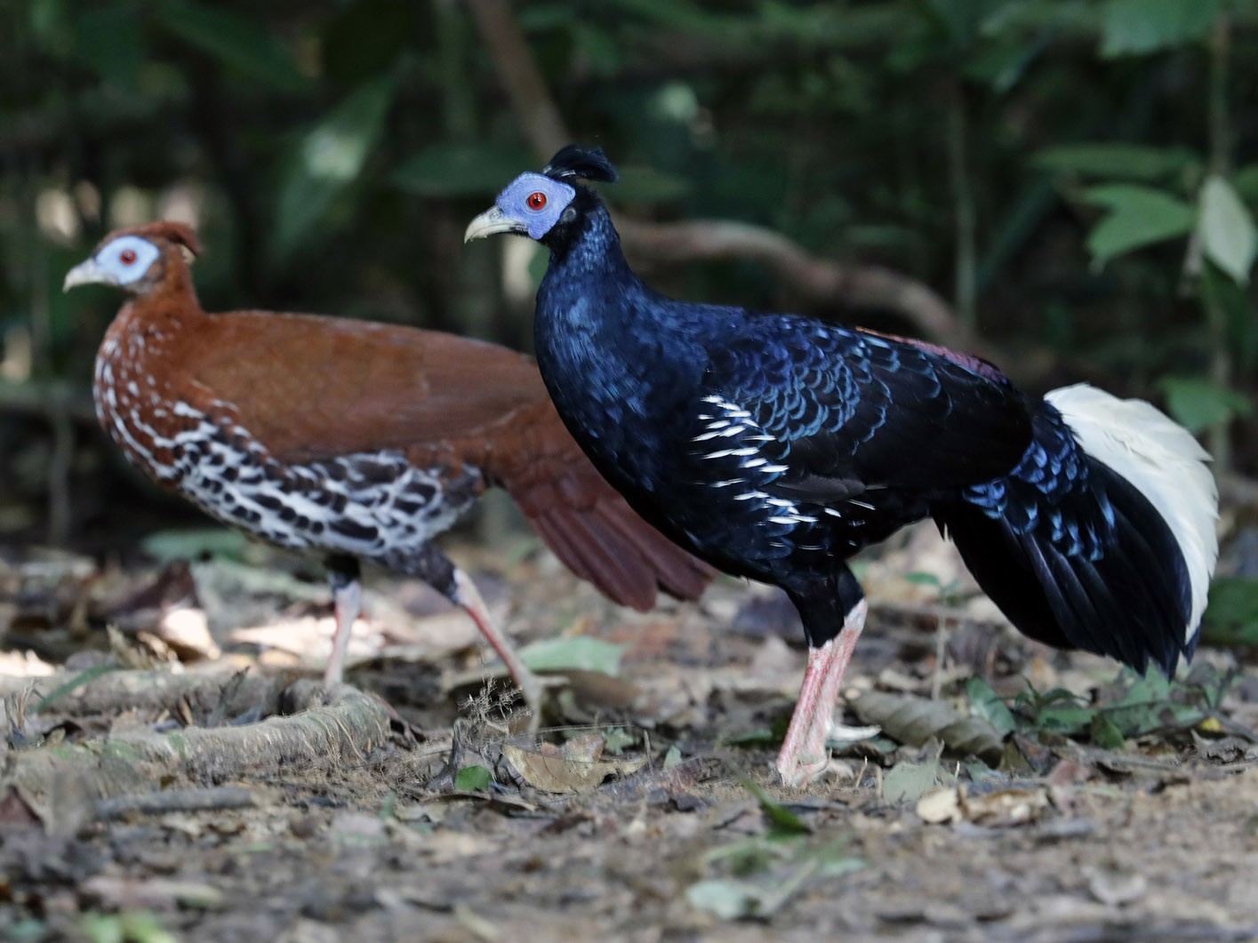 Malayan Crested Fireback - eBird