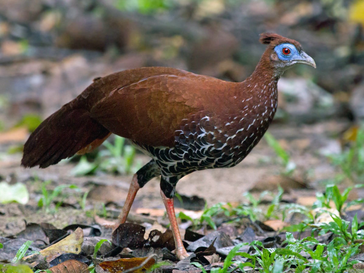 Malayan Crested Fireback - eBird
