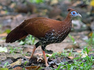 Malayan Crested Fireback - eBird