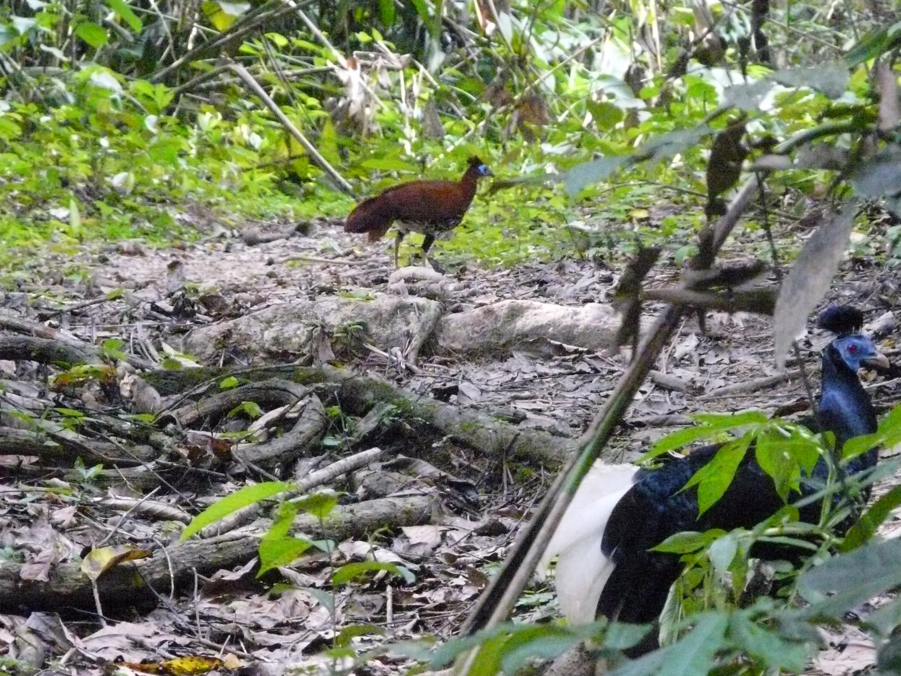 Malayan Crested Fireback - eBird