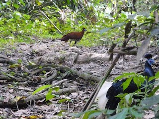 Malayan Crested Fireback - eBird
