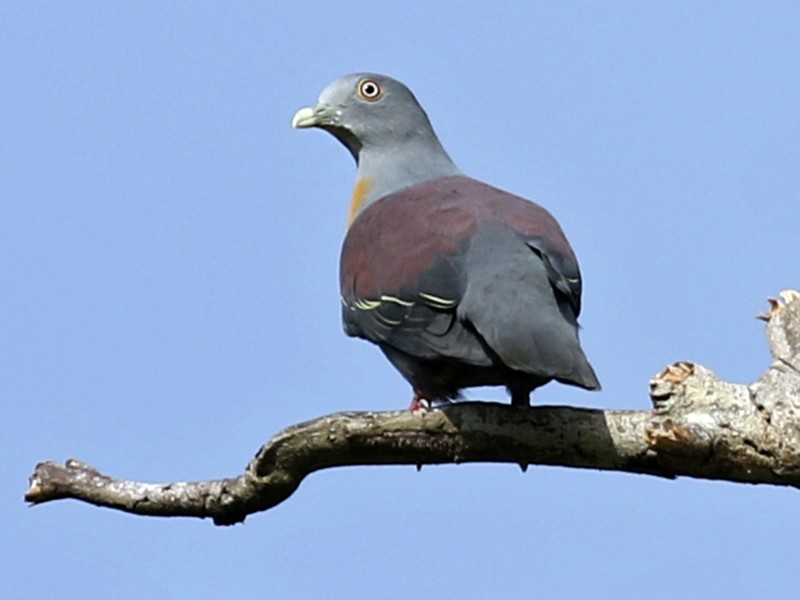 Little Green-Pigeon - eBird