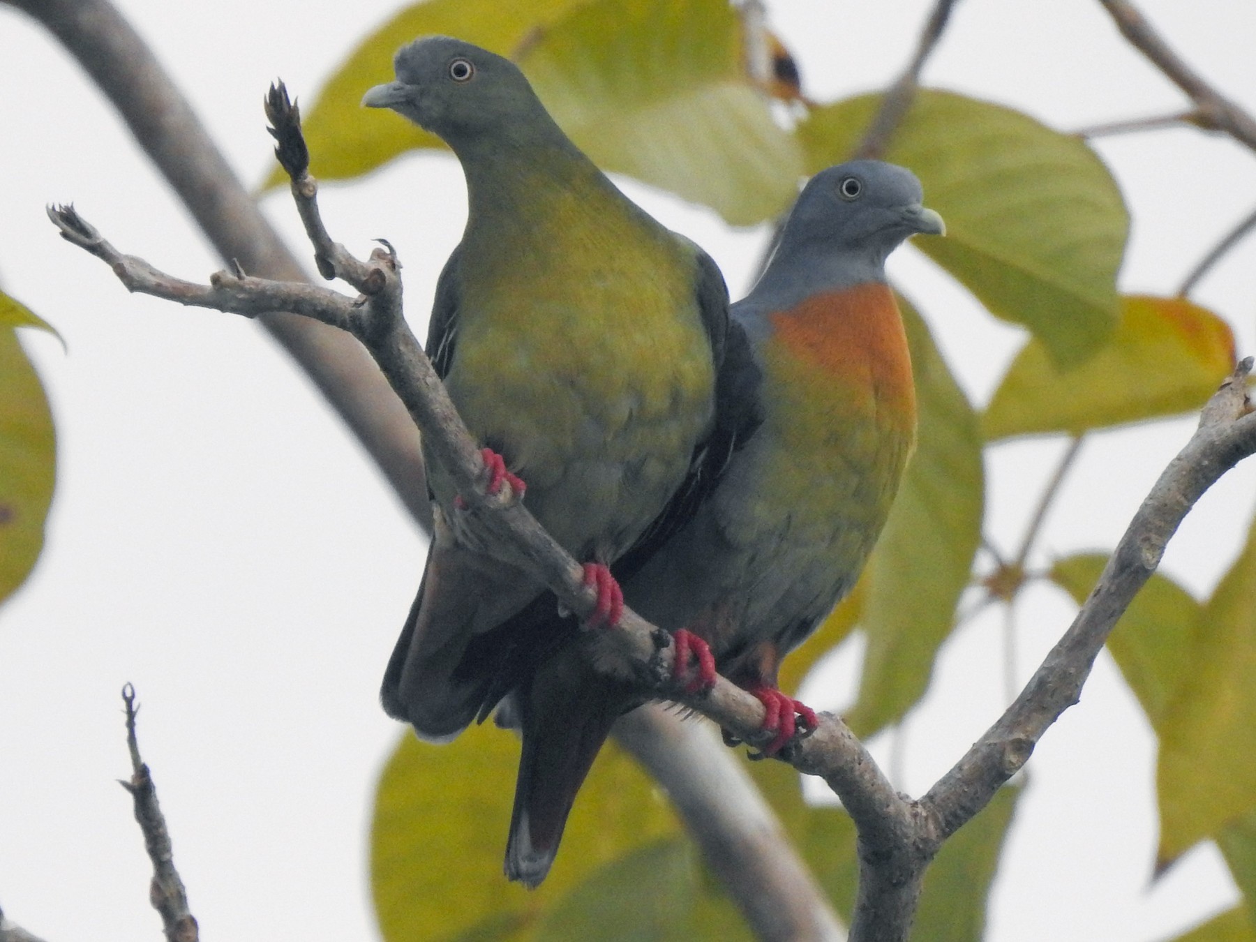 Little Green-Pigeon - eBird