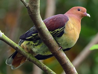 Cinnamon-headed Green-Pigeon - eBird