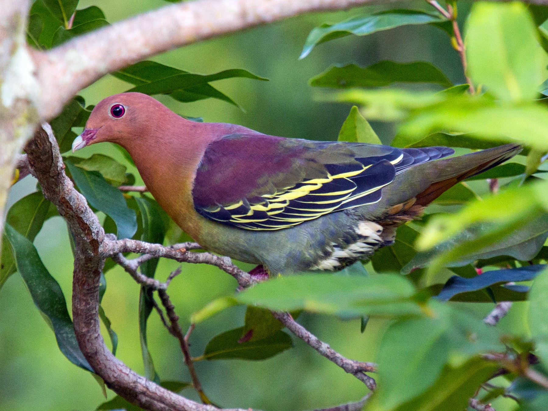 Cinnamon-headed Green-Pigeon - eBird