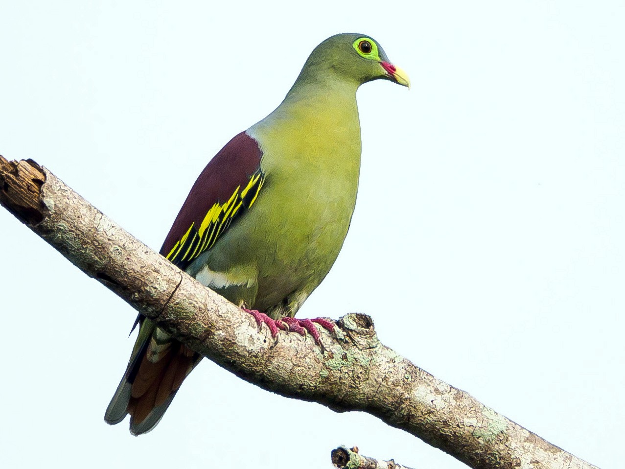 Thick-billed Green-Pigeon - eBird