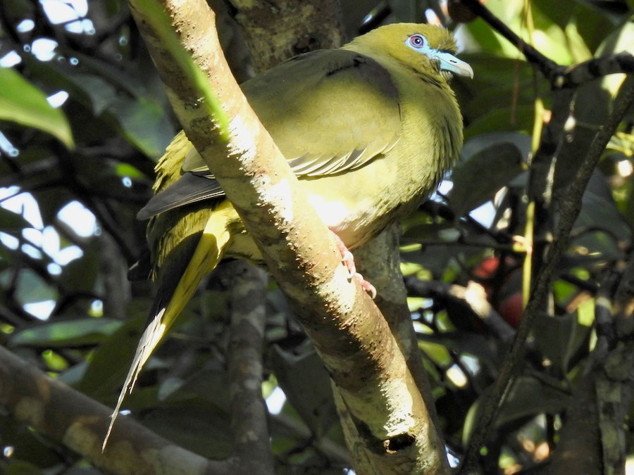 Yellow-vented Green-Pigeon - eBird