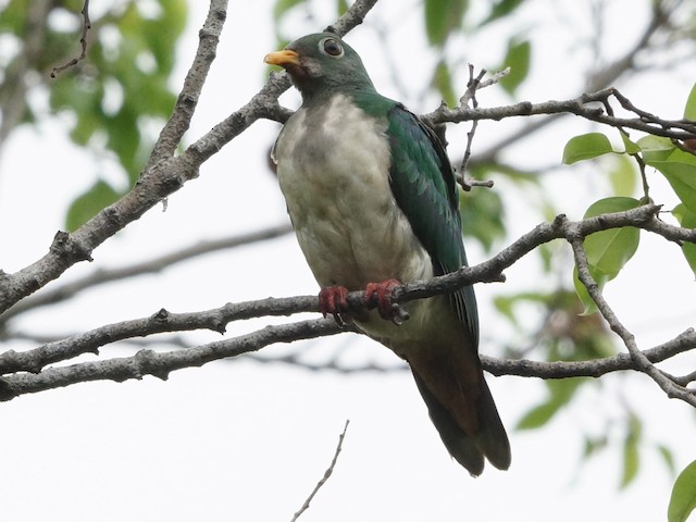 Female Jambu Fruit Dove